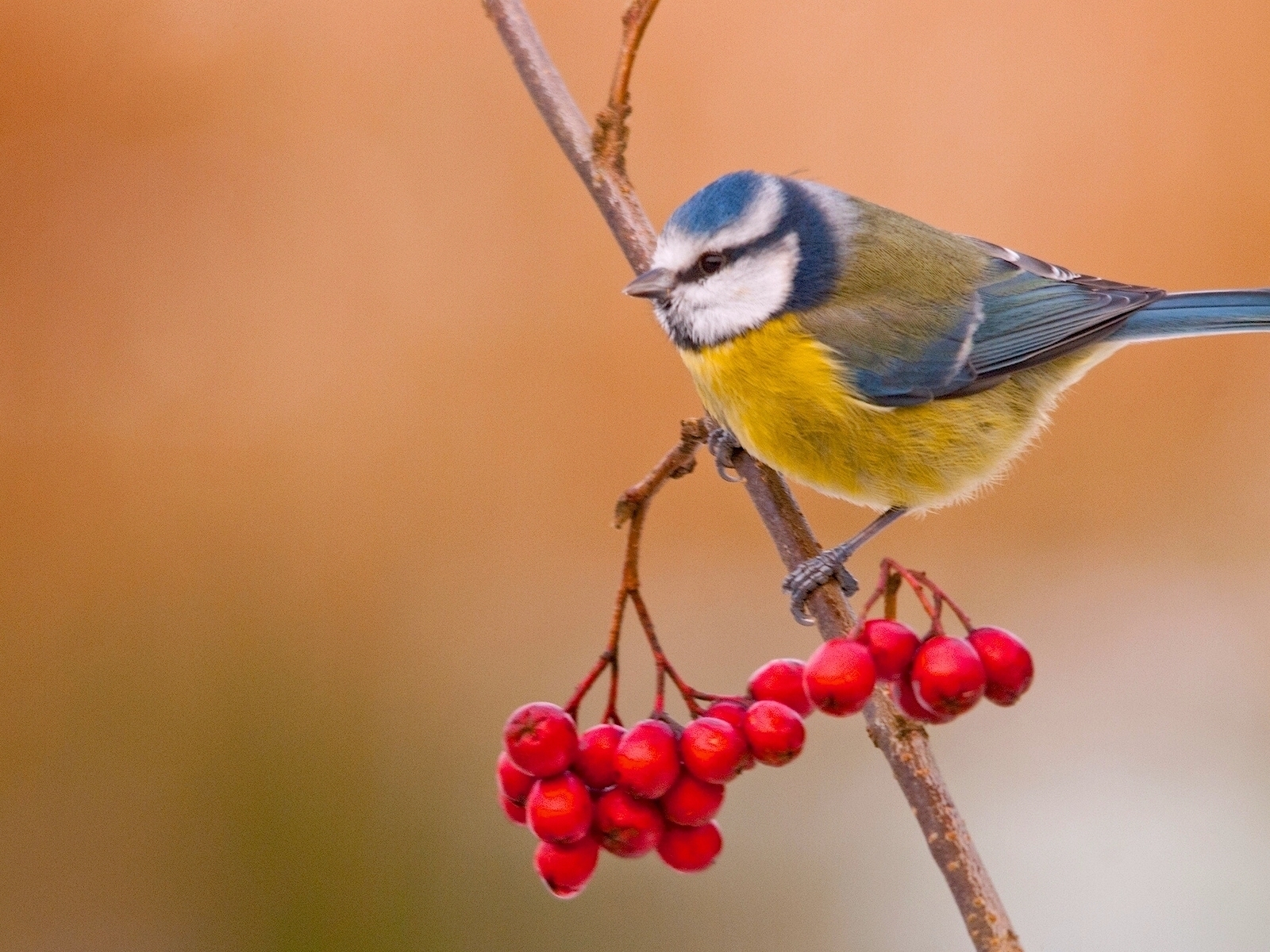 Banco de Imágenes Gratis: Pajarillo exótico en el bosque - Imágenes de aves