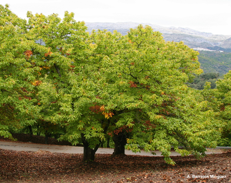 Naturaleza Viva: Castanea sativa Mill. Fam: Fagaceae