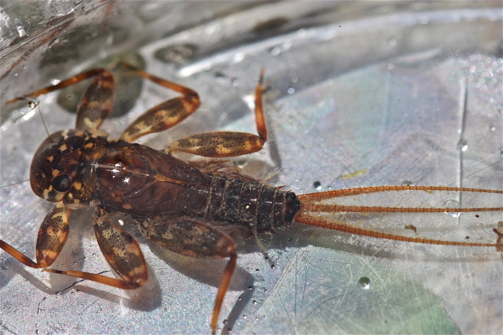 Aquatic Insects of Central Virginia: Flatheaded Mayflies (family ...