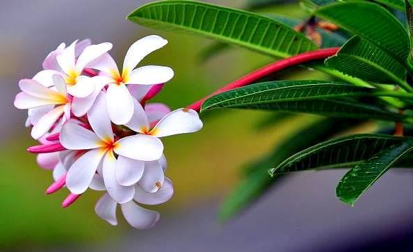 Bunga Mekar Cantik Menawan Mata, Hati & Minda - AlamBlogr