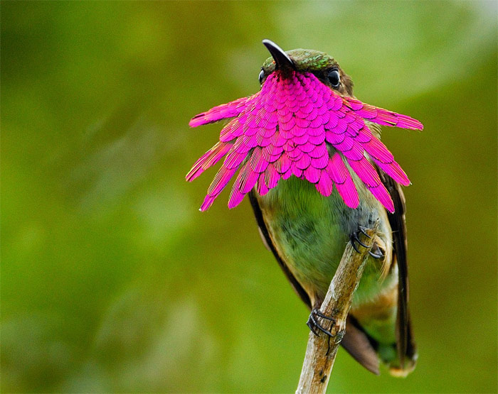 Mirando al mundo con sentimientos: 12 hermosos colibríes