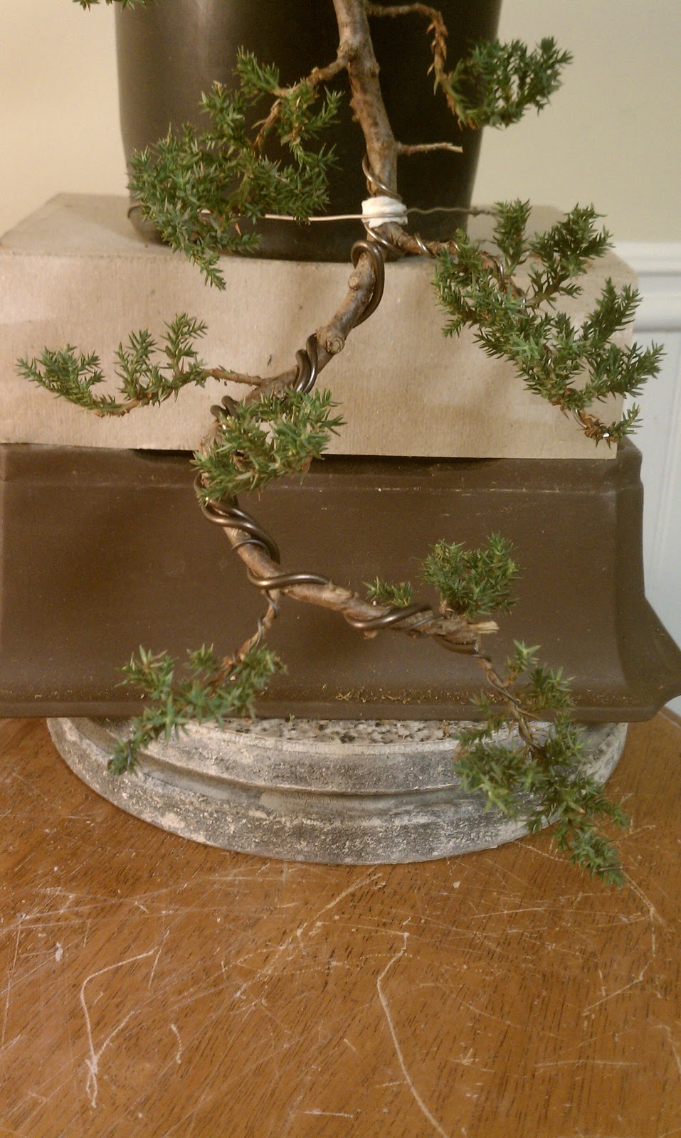 Bodhisattva Bonsai: Cascade Juniper #2 Update