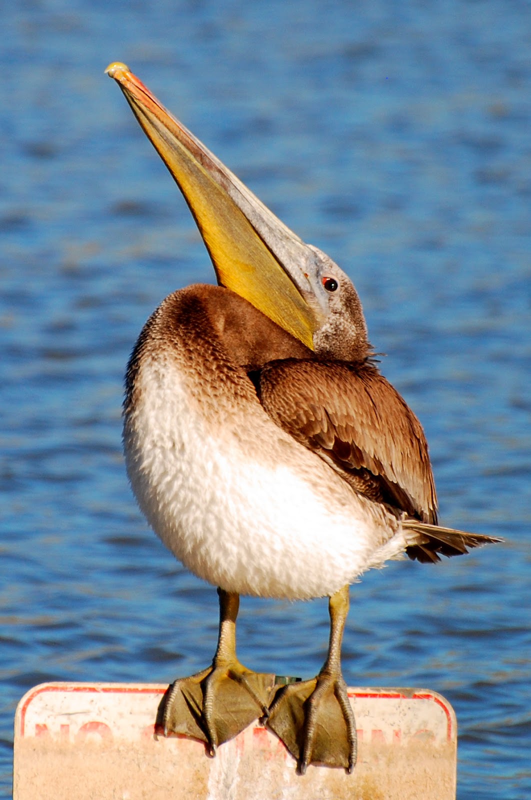 Birding Is Fun!: Birding is Fun Wherever You Are