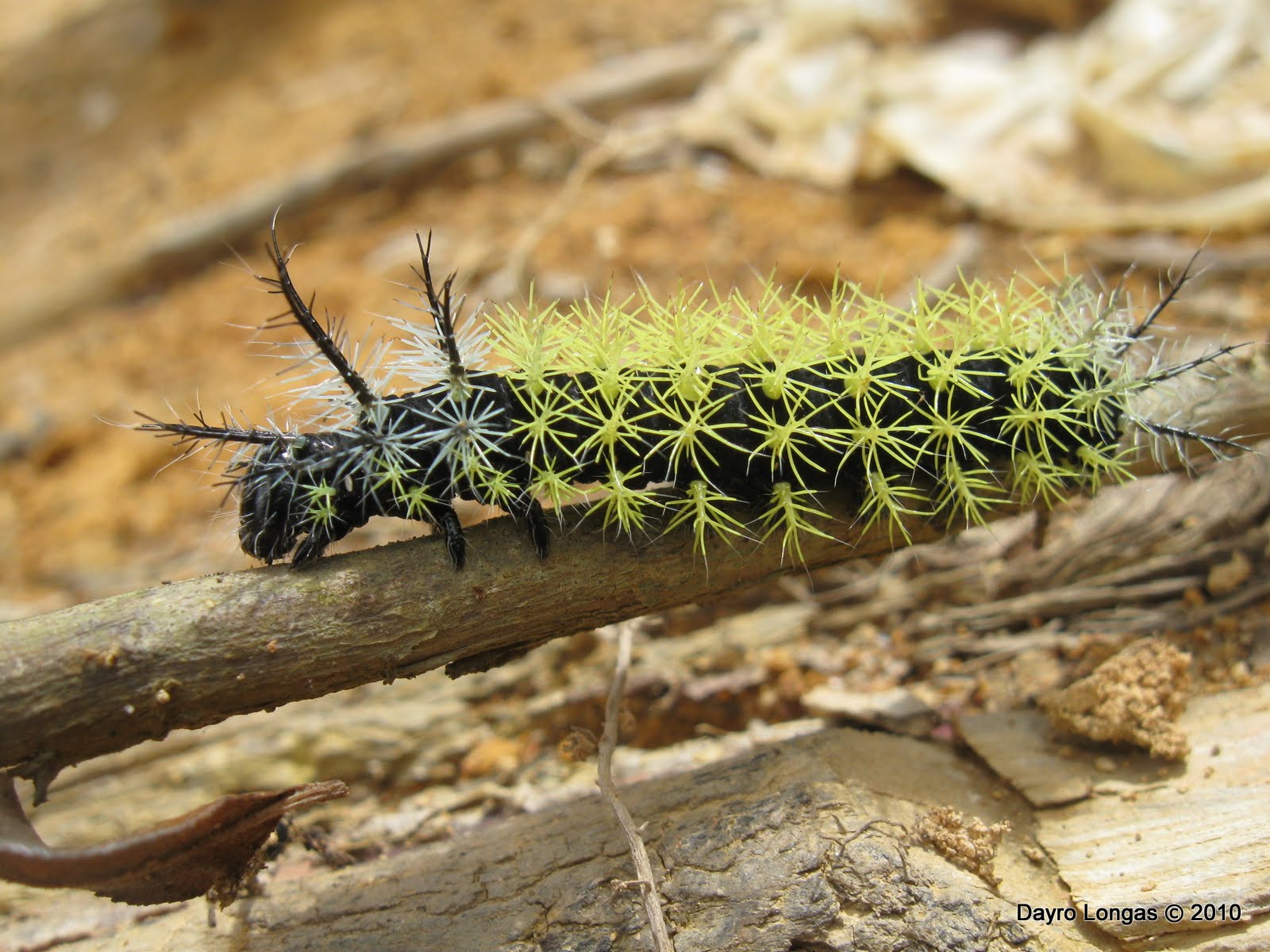 Fauna de Colombia - Wildlife Colombia: Gusanos venenosos