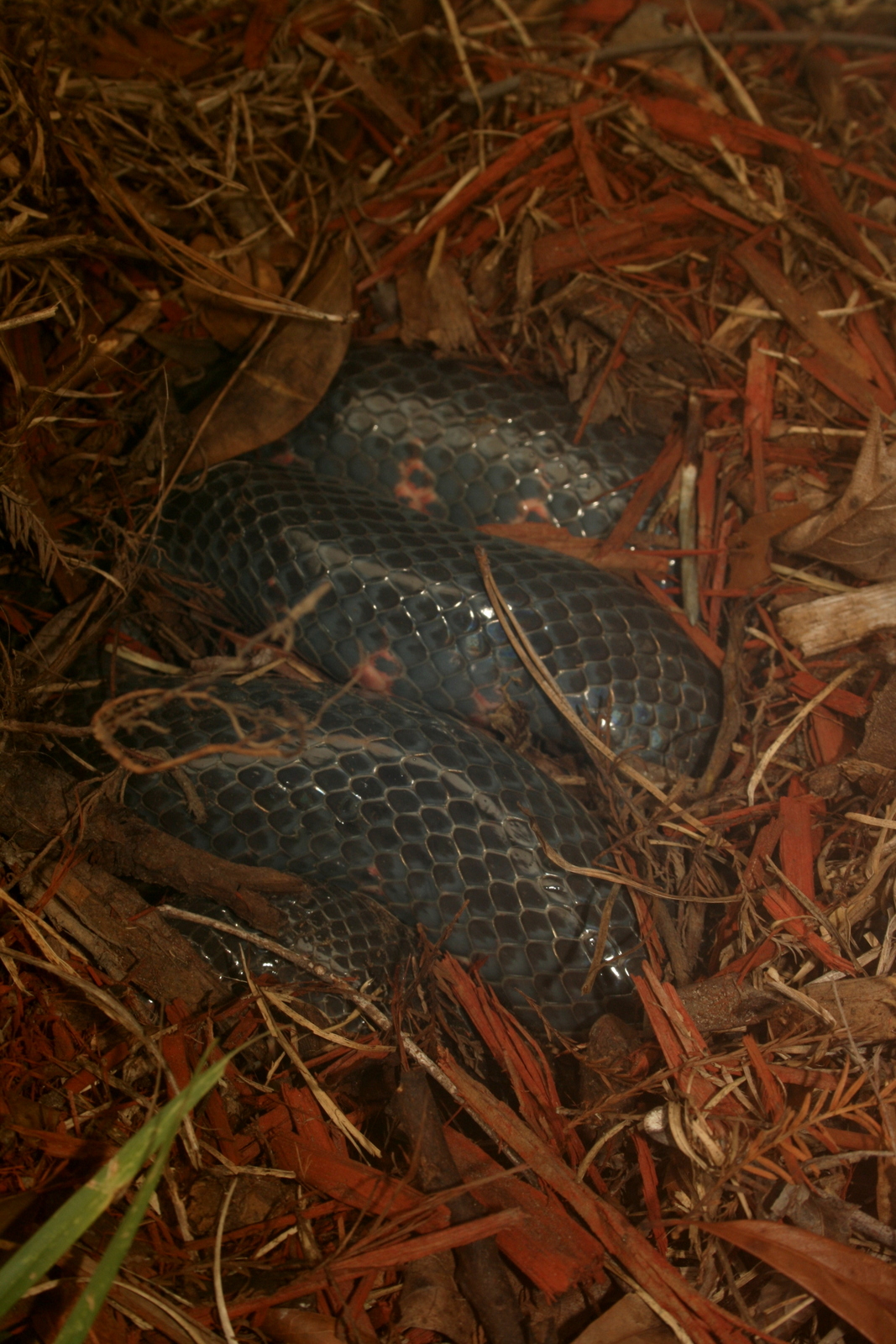 Life is short, but snakes are long: Snakes that are Good Parents