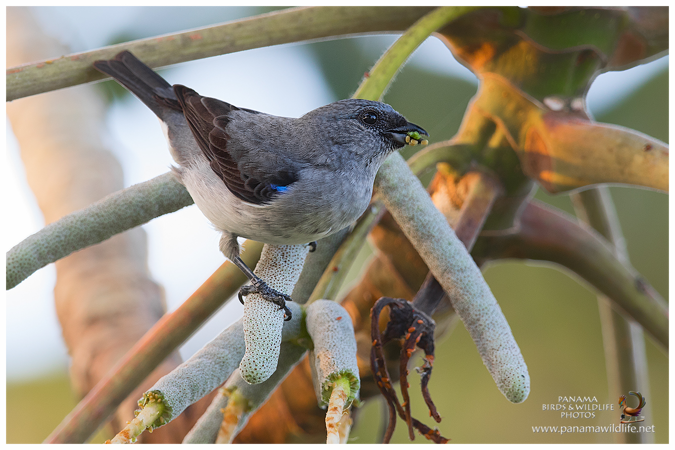 Pipeline Road and surroundings - the best place for Panama Birds ...