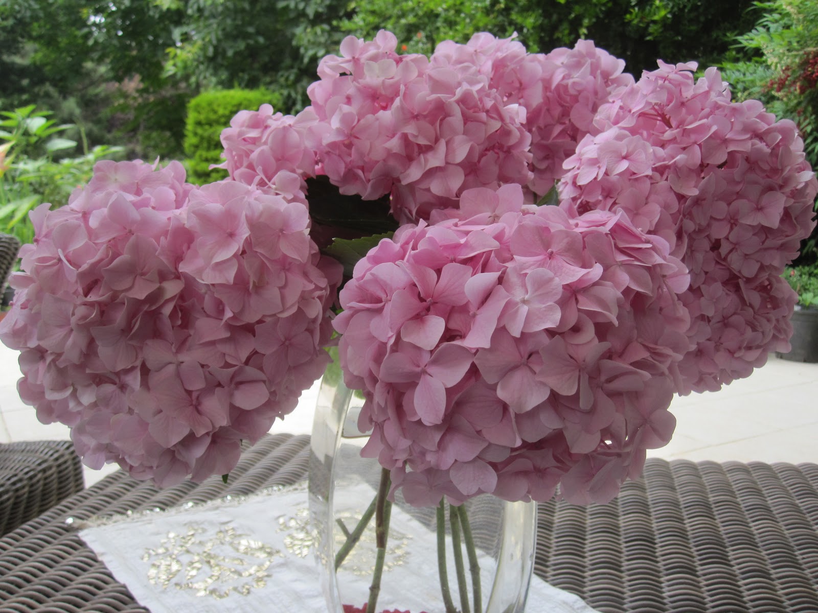 BAHCEMDEKİ SİHİR: ORTANCA- HYDRANGEA MACROPHYLLA