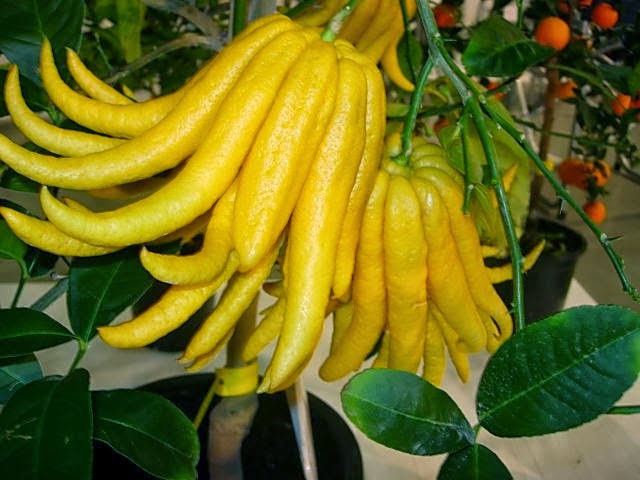 ARBOLITO ''LIMON MANO DE BUDHA ~ Fundación Q´inti