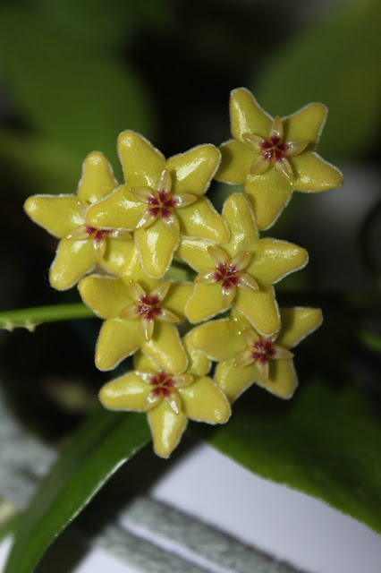 Hoyapassion: Hoya diptera Fiji i obiecanki Hoi kipandiensis