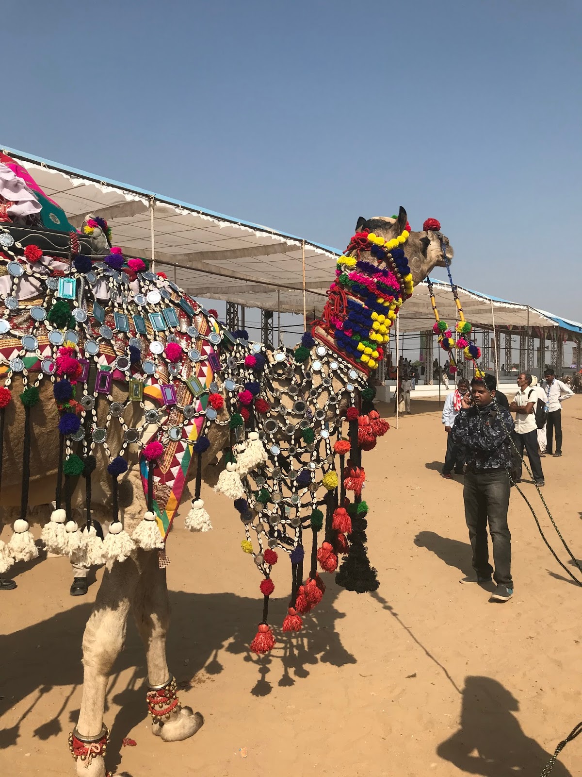 What the Stylish Camel wears this Autumn - Show Me The Treasure