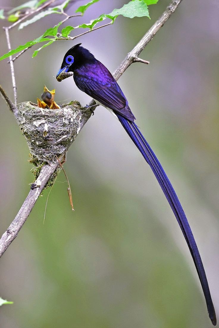 Cute birds ~ Stunning nature
