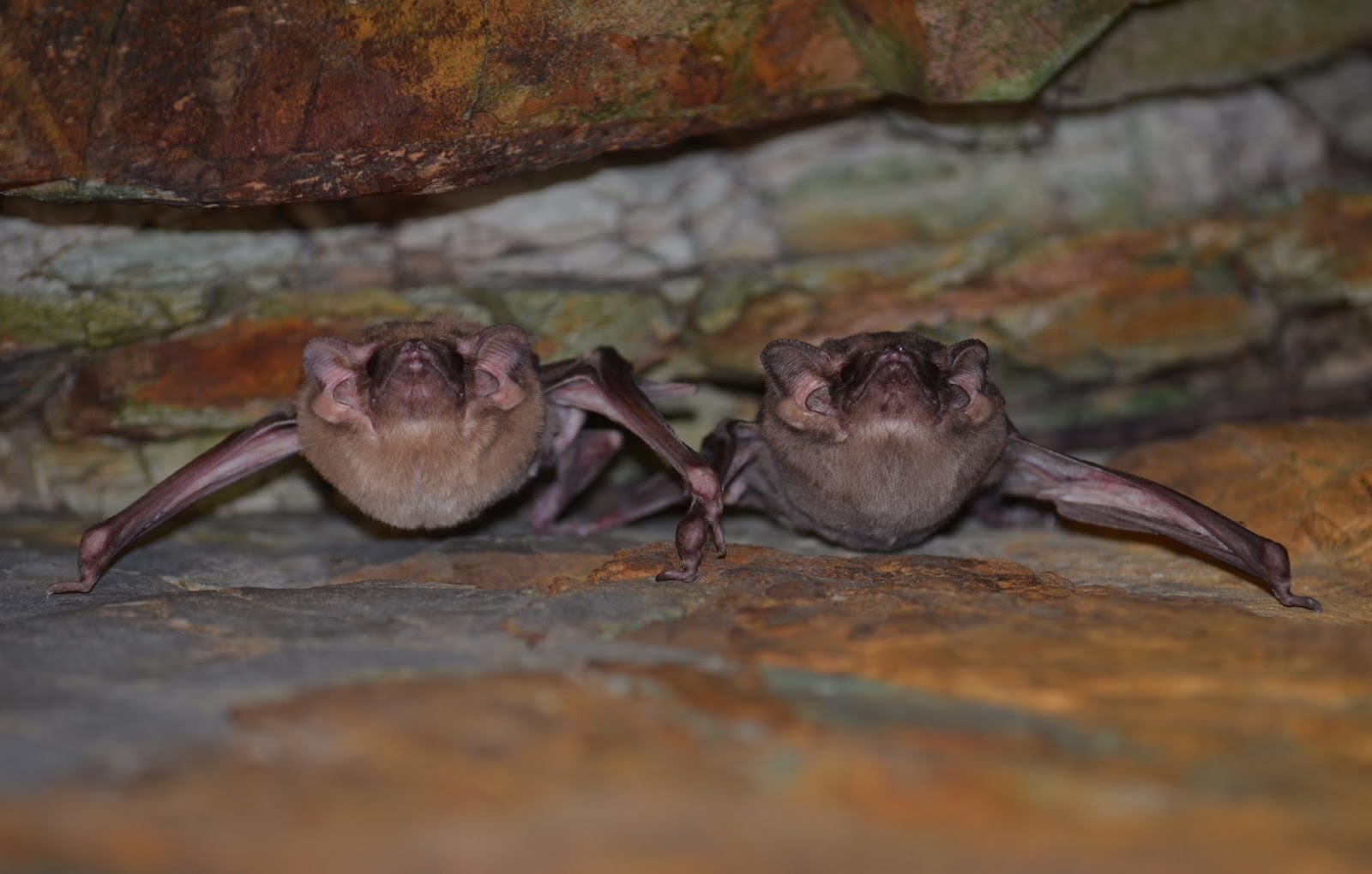 Wildlife of S. E. Asia and S. America. A Photo Journal by Francis ...