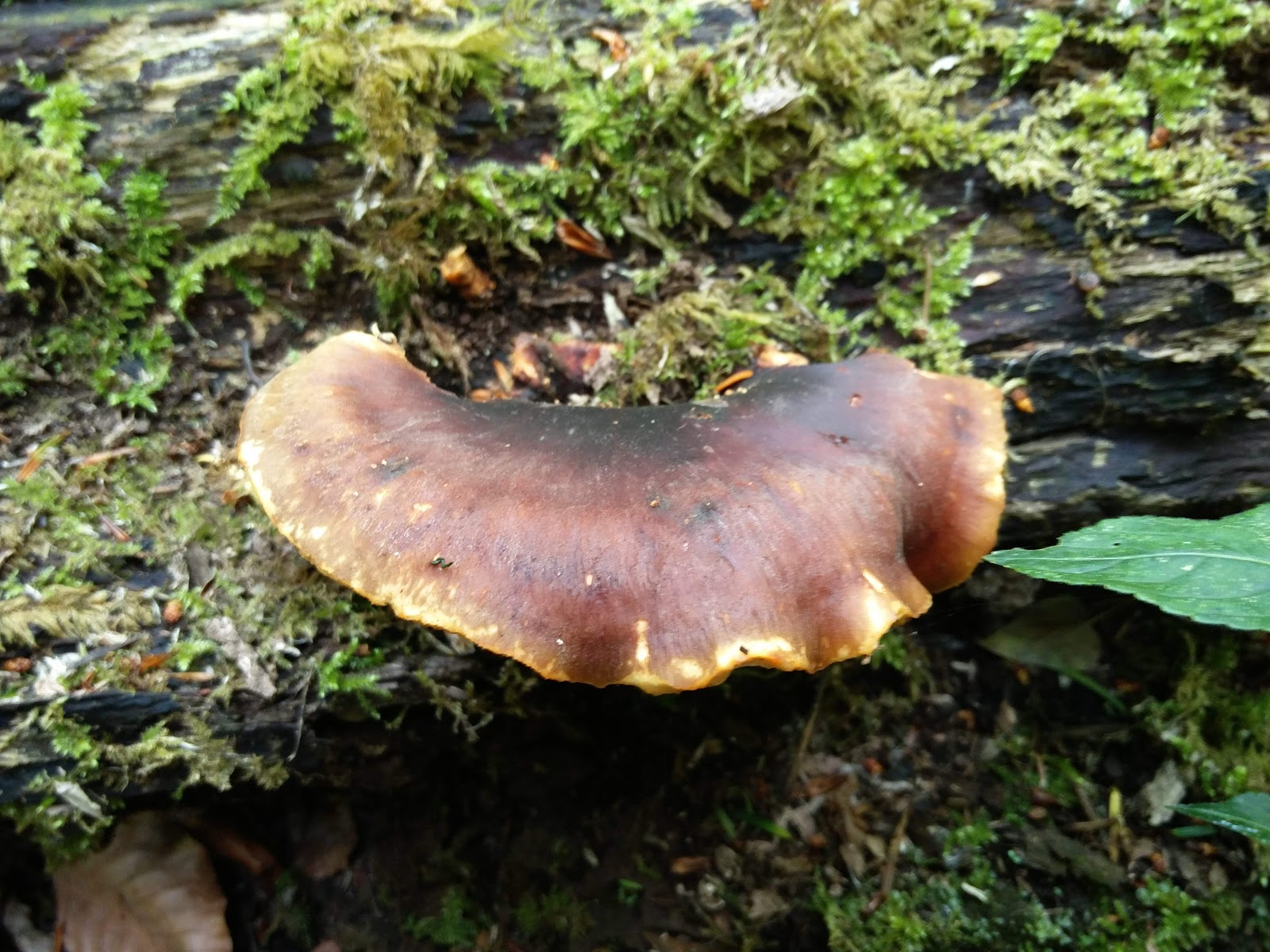 Misidentifying Fungi: June 2018