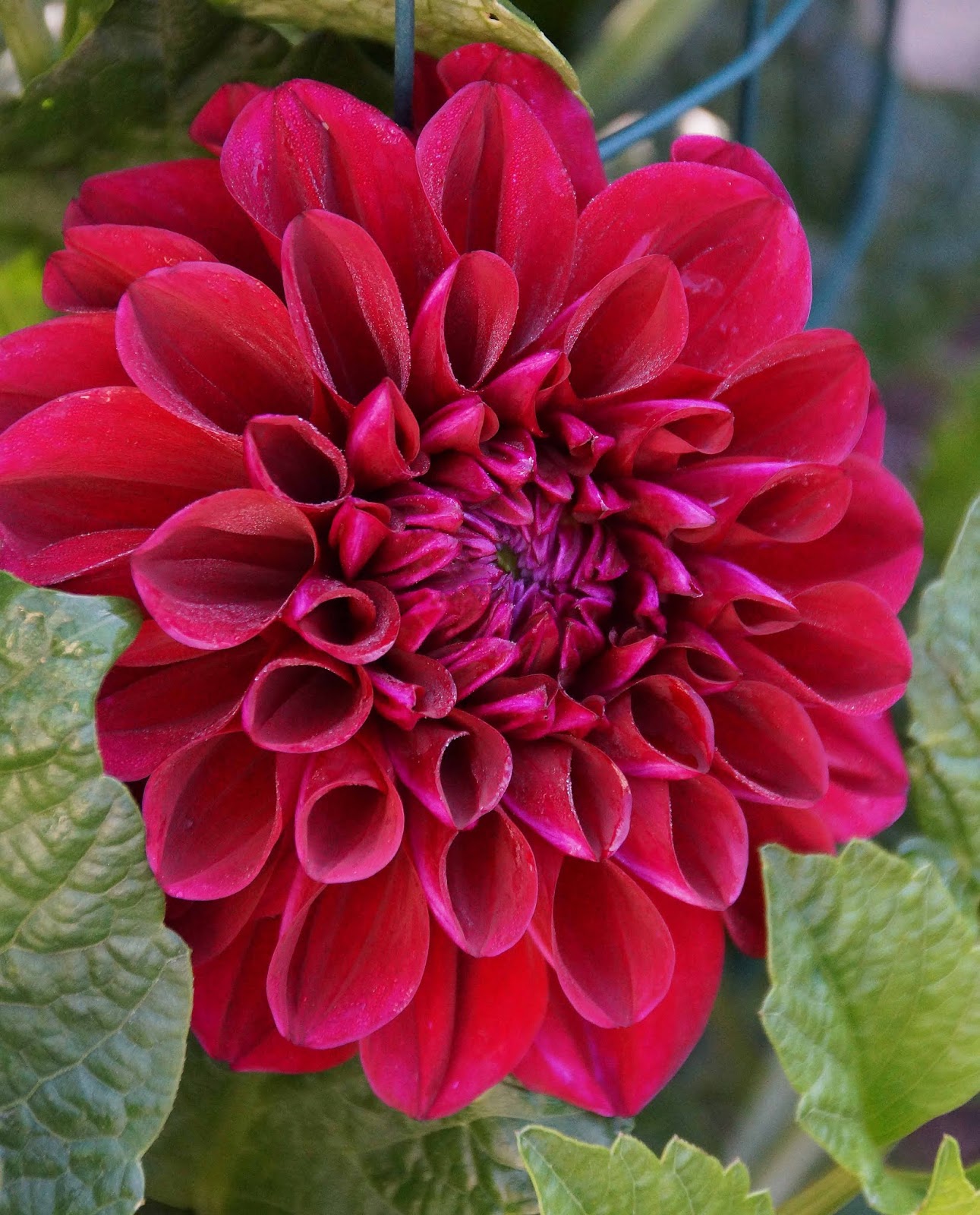 Some Of This Year's Dahlias