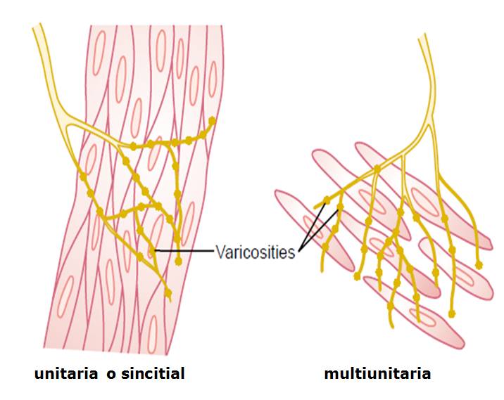 FISIOLOGÍA GENERAL: MÚSCULO