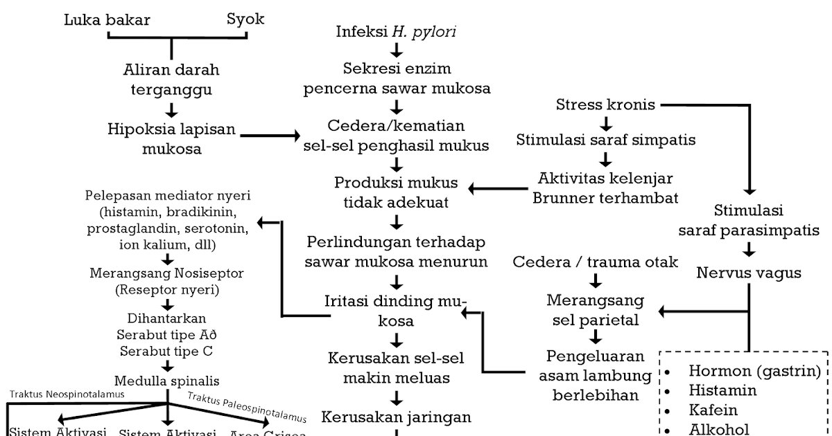 Pathway Ulkus Peptikum