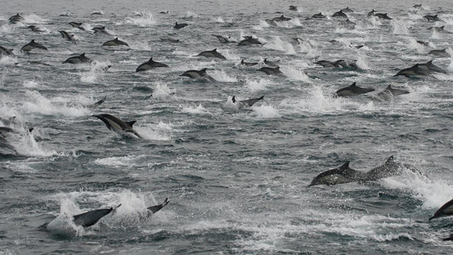 White Wolf : 'Super-pod' of 100,000 dolphins spotted off California ...