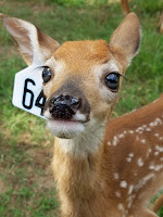 Endangered Education: Fawning Over Fawns