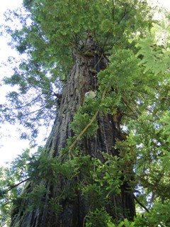 EARTH MEDICINE: Luna, The Tree, Stands as Living Proof
