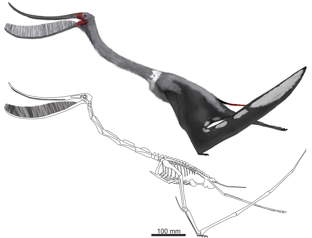 Pterosaur.net Blog: Pterosaurs: Natural History, Evolution, Anatomy – a ...