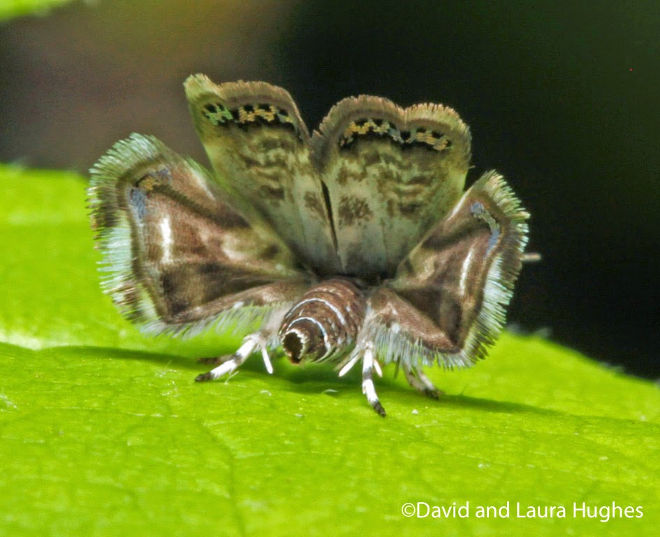 Ohio Birds and Biodiversity: Moth that mimics a spider!