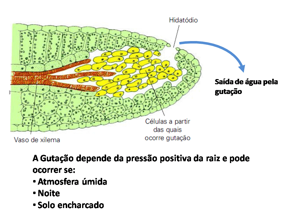 Biologia: Tecidos vegetais - xilema