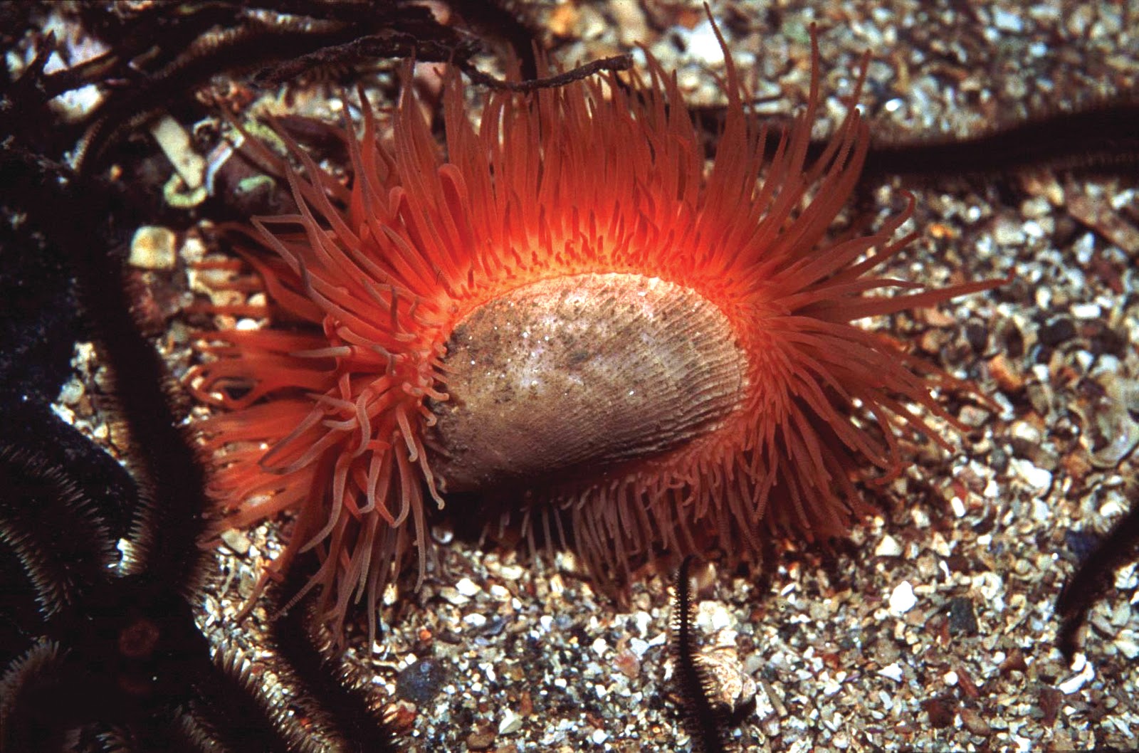 Ocean Blogspot: Marine Conservation Society – the UK charity protecting ...