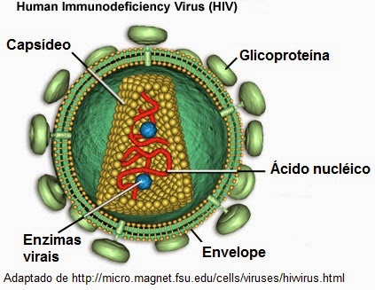 Biologia e Ciências na Cabeça!: Vírus