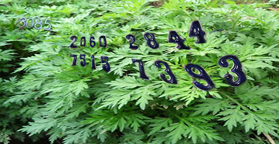 El Poder De La Altamisa