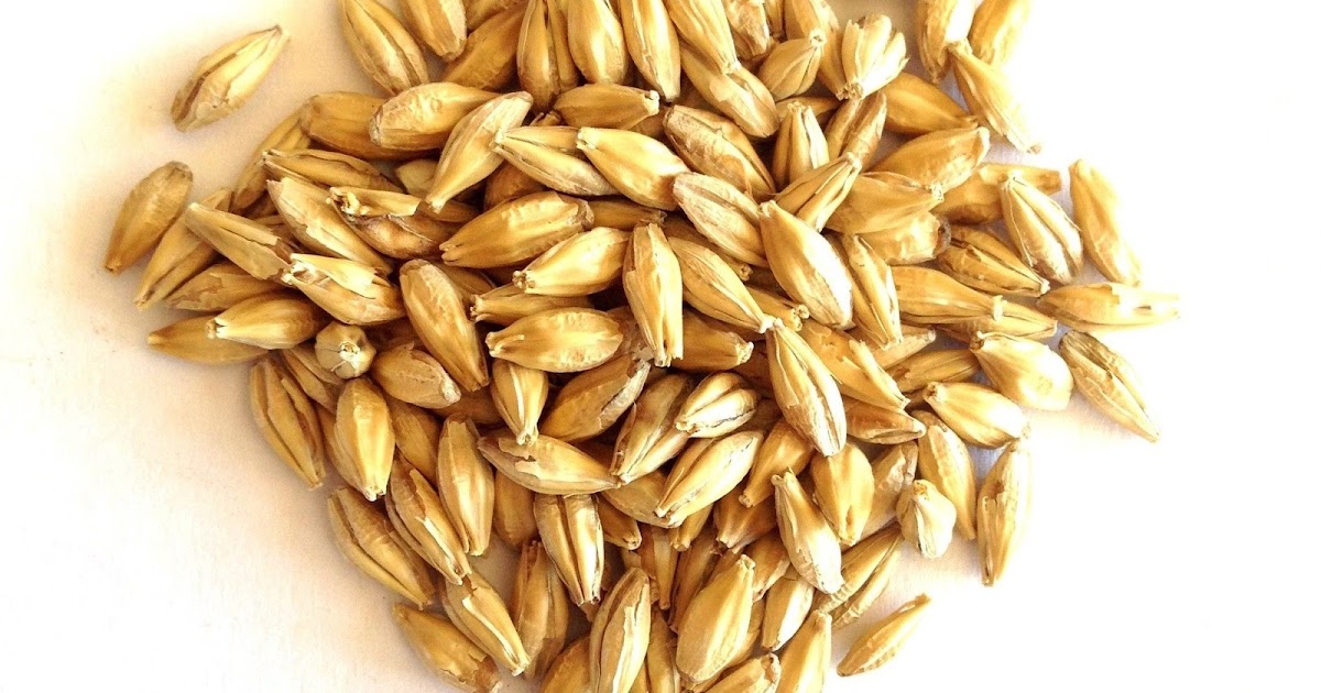 Cebada | Origen y Usos - Gastro