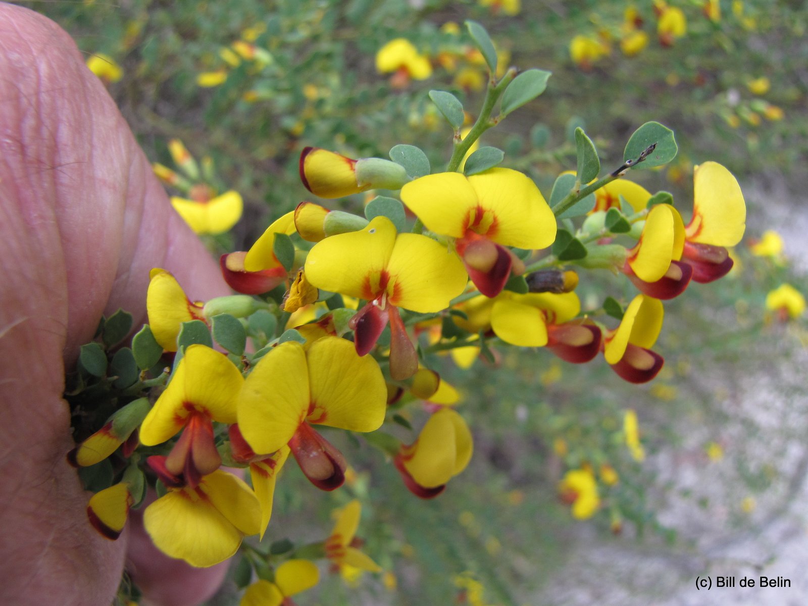Sydney's Wildflowers and Native Plants: Bossiaea rhombifolia ...