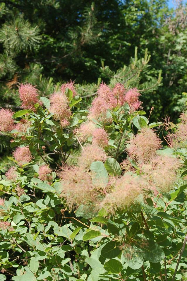 Smradlika, Tetra- Cotinus coggygria - Билки Лековити и Народна Медицина