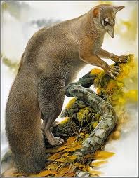 animal species: FALANOUC