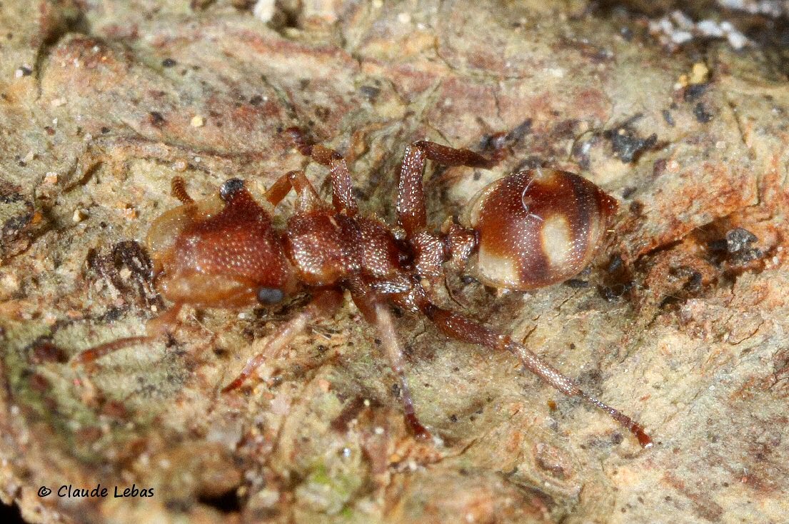 fourmis du Guatemala: fourmis du Guatemala