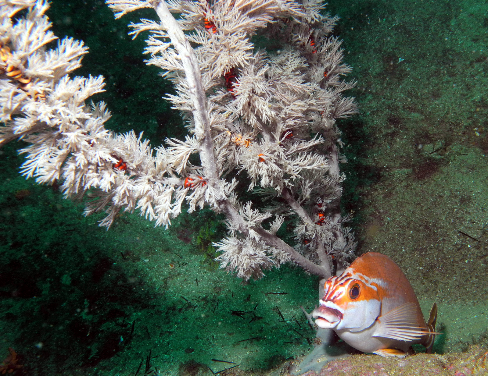 Real Monstrosities: Black Coral