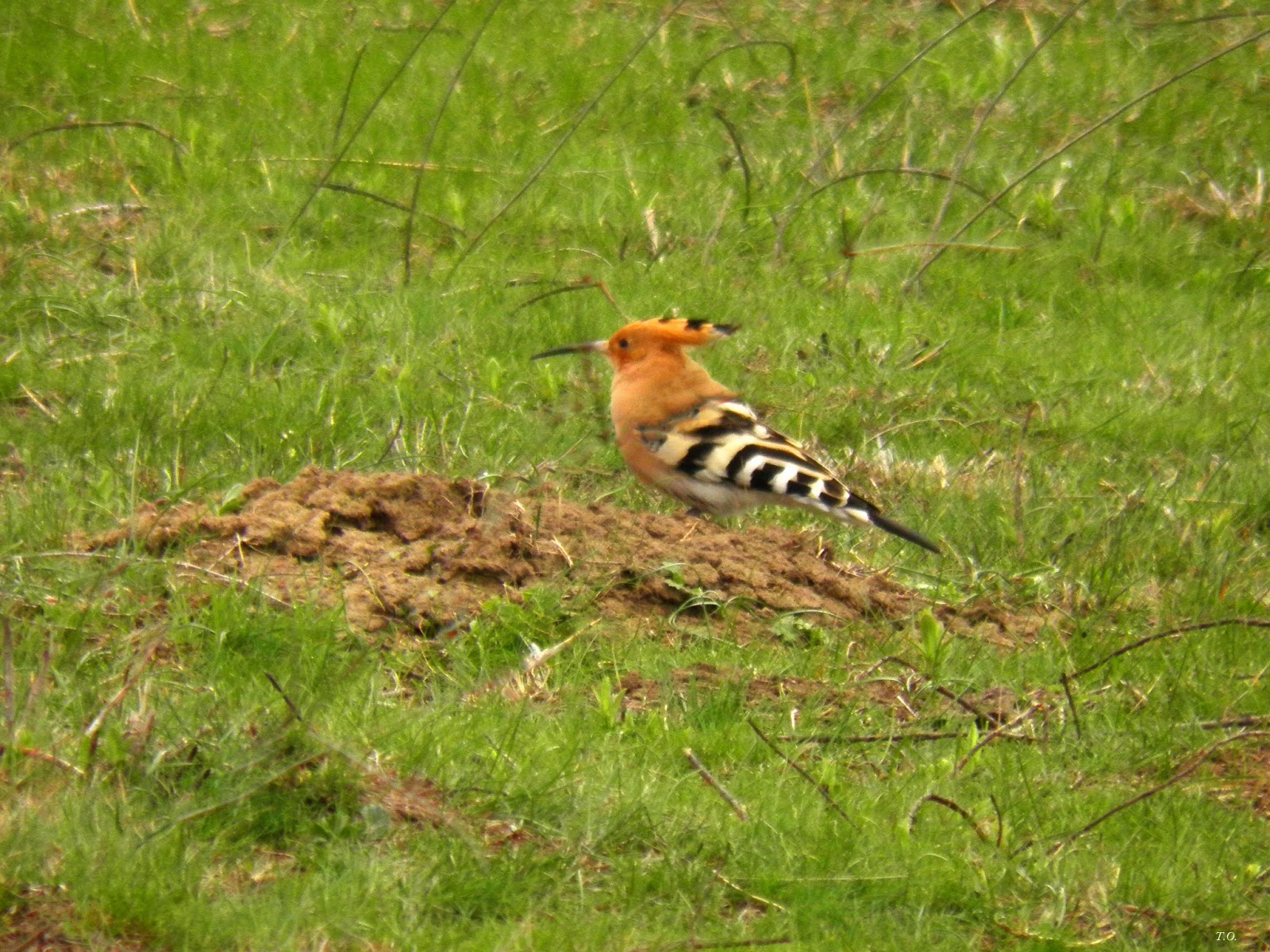 PASARI DIN ROMANIA: PUPAZA, Upupa epops