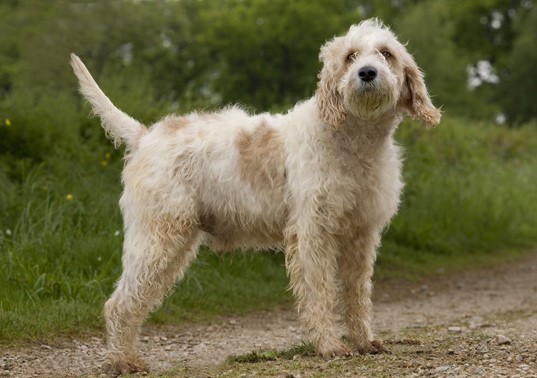 dog side stories: Grand Griffon Vendeen (Μεγάλο Γκριφόν Βανδέας)