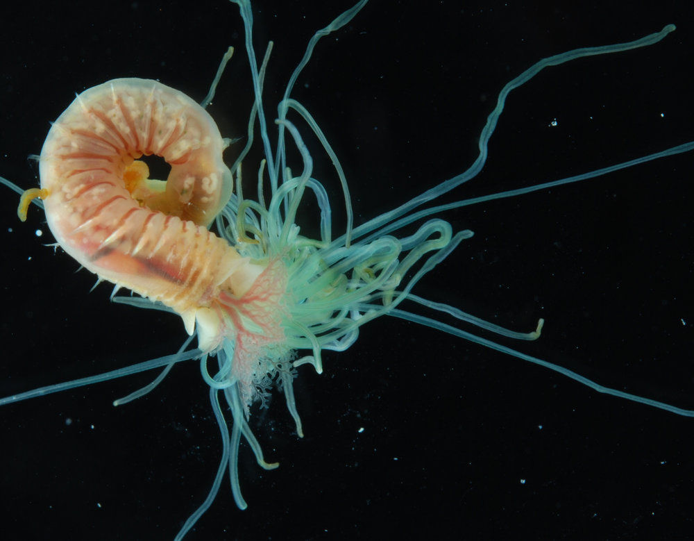 Real Monstrosities: Spaghetti Worms and Spaghettier Worms