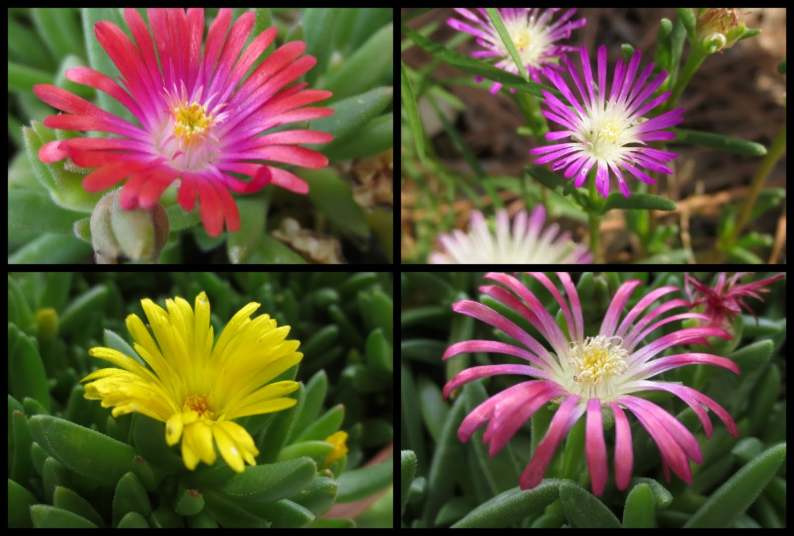 Tropical Texana: ICE PLANT FOR THE HOTTEST SPOT IN MY GARDEN