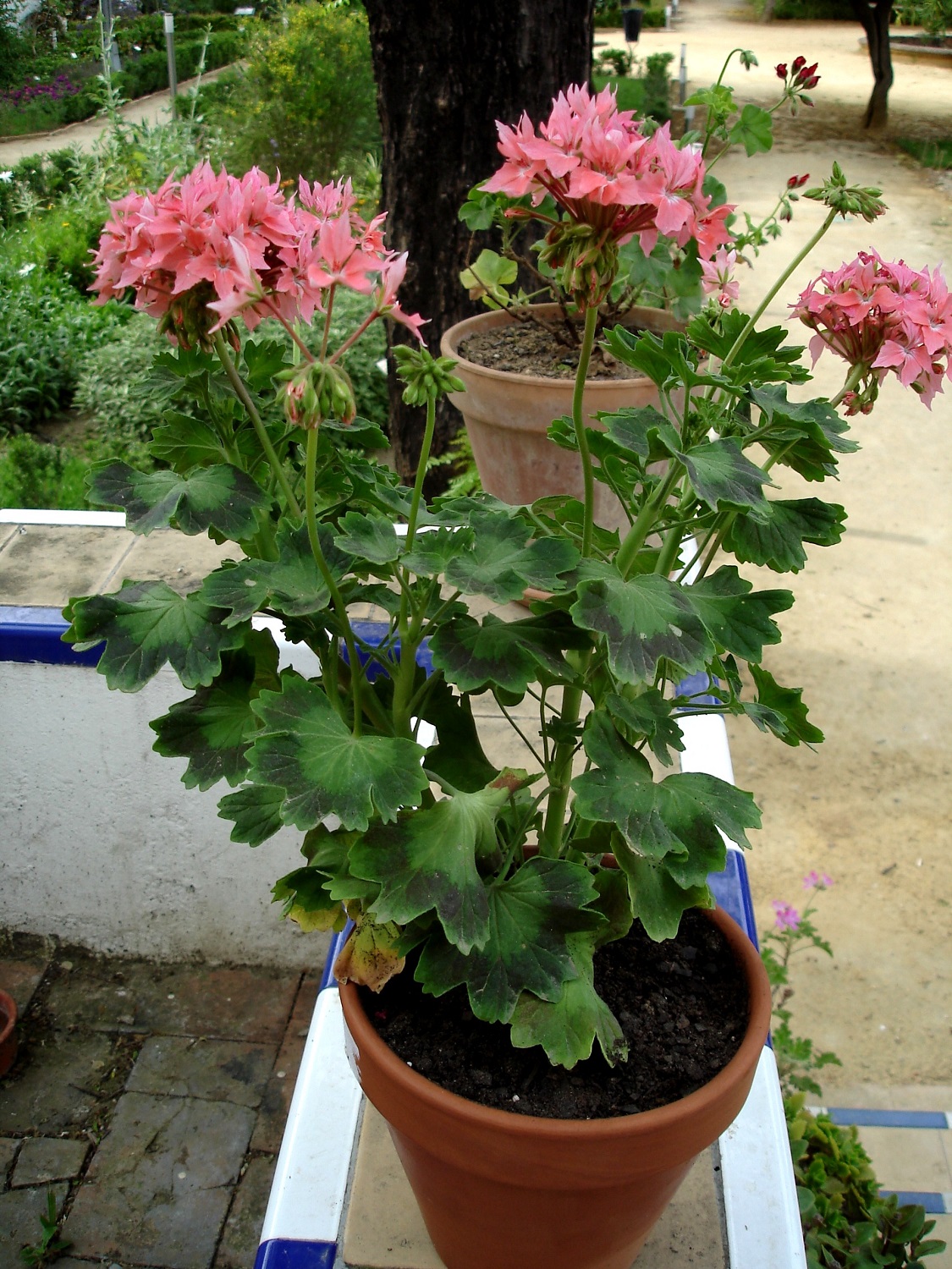 Centro Integrado de Paisajismo y Agroecología, S.Coop.And. (CENINPA ...