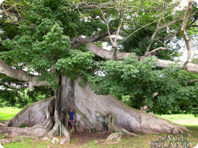 Sage Island: Almost 400 Year Old Ceiba Tree