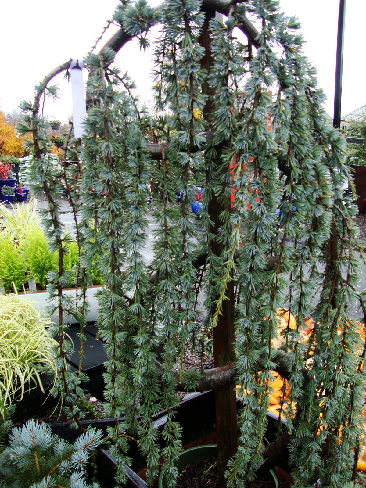 danger garden: I’m Dreaming of a Blue (Atlas Cedar) Christmas…