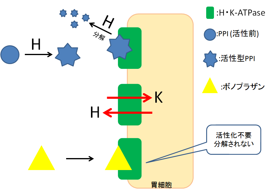 PPIの違いと使い分け|薬局業務NOTE
