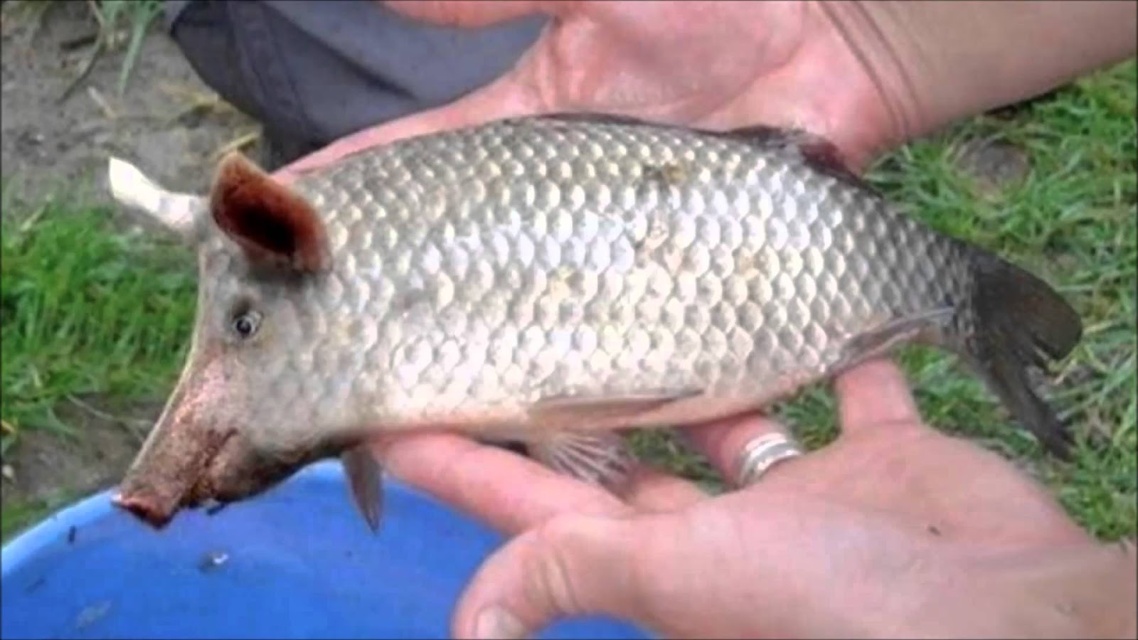 Un blog sobre Ampuero y otros lugares cercanos: Extraña captura