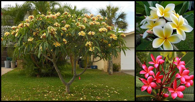 Health Benefits And Medicinal Uses Of Kalachuchi (Frangipani) | Dr ...