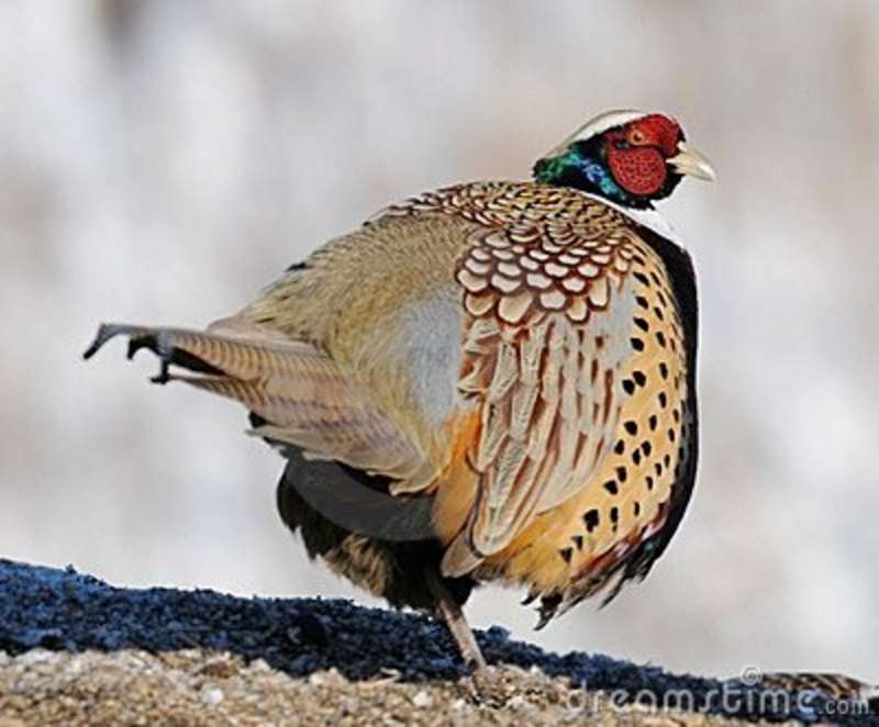 Common Pheasant | Beauty Of Bird