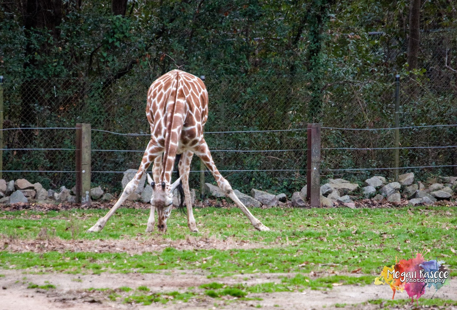 can I decide another day?: Riverbank Zoo (Photos)
