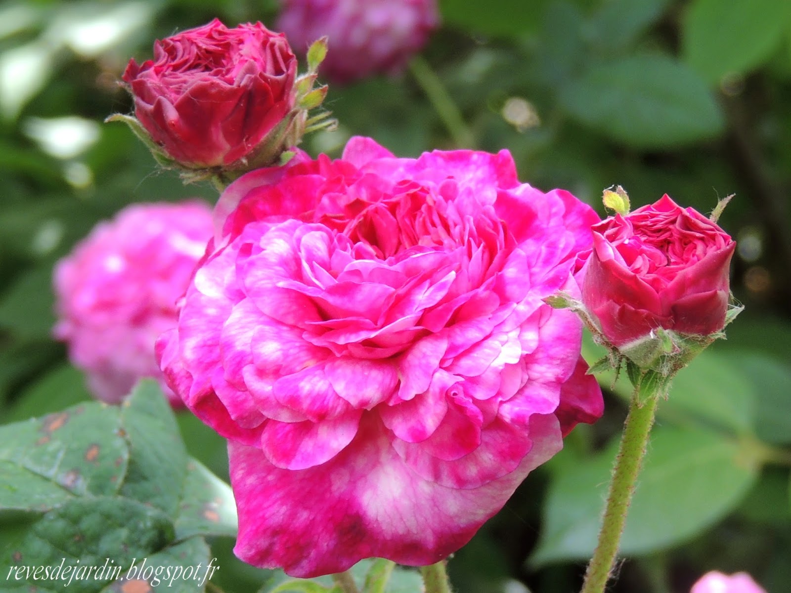 IL ETAIT UN PETIT JARD'AIN ...: MES HISTOIRES DE ROSES....