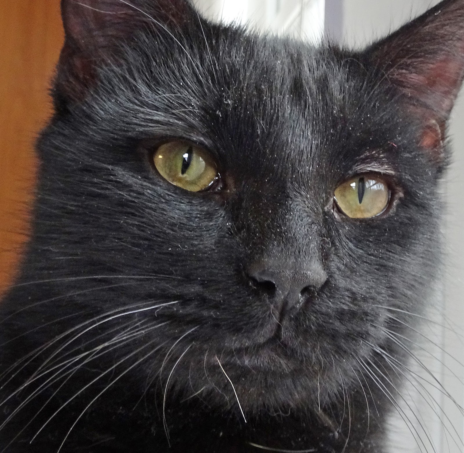 Joe s Retirement Blog Foster Kitties Papa s Pet Supply Store And joe-s-retirement-blog-foster-kitties-papa-s-pet-supply-store-and