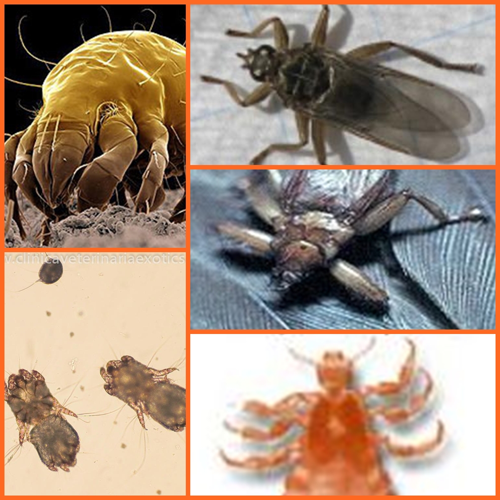 Mis amigas las palomas: Parásitos externos